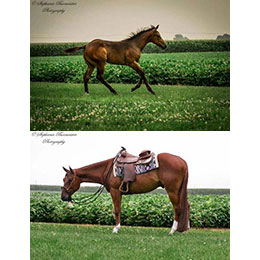 OCD Pellets for Horses - Treats Bone and Joint Conditions in Horses